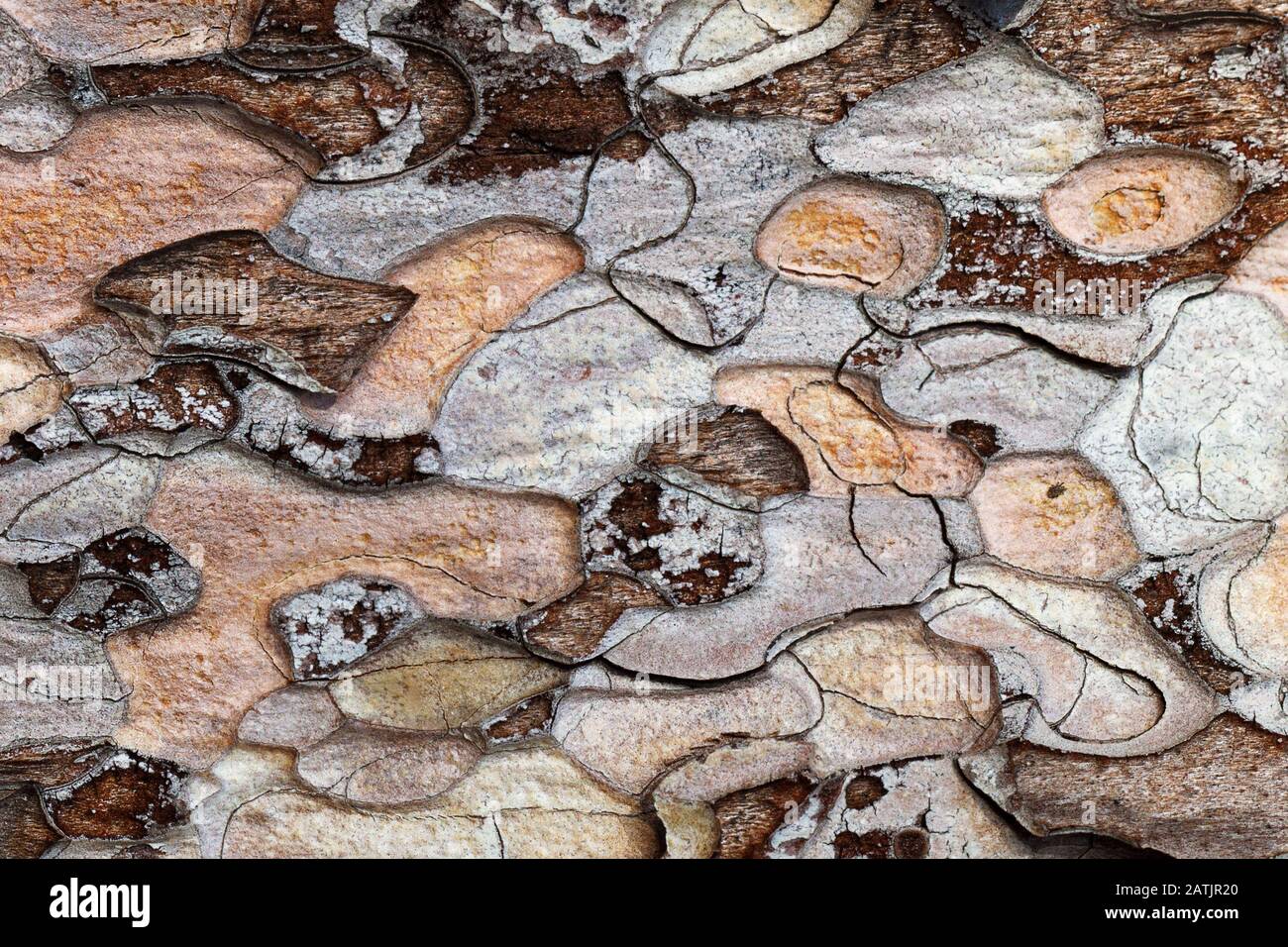 Natural wooden texture. Crimean pine tree, close-up view Stock Photo ...