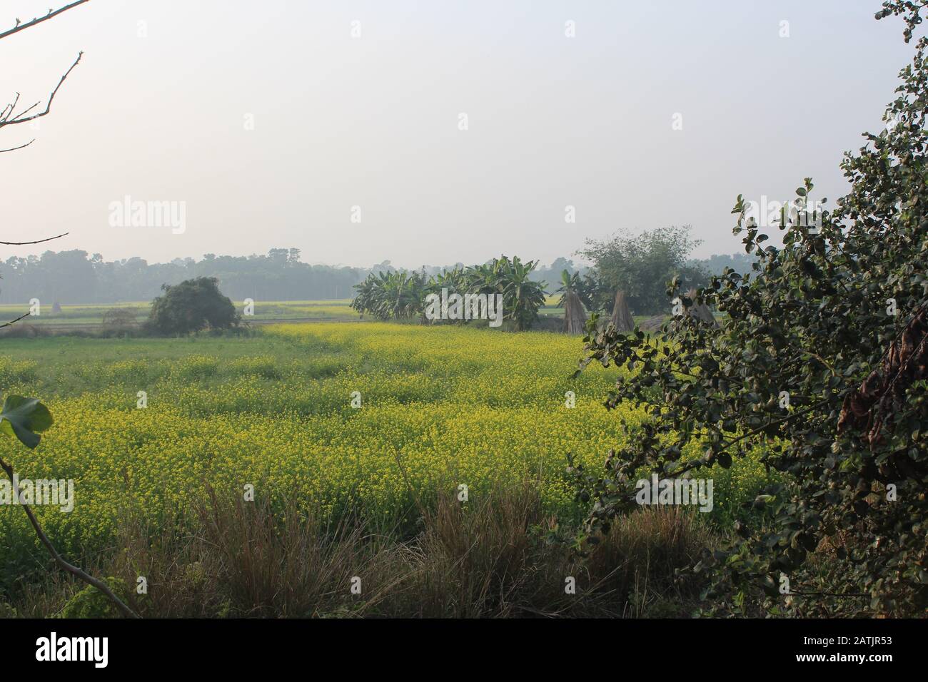 Landscape of rural bengal, India Stock Photo - Alamy