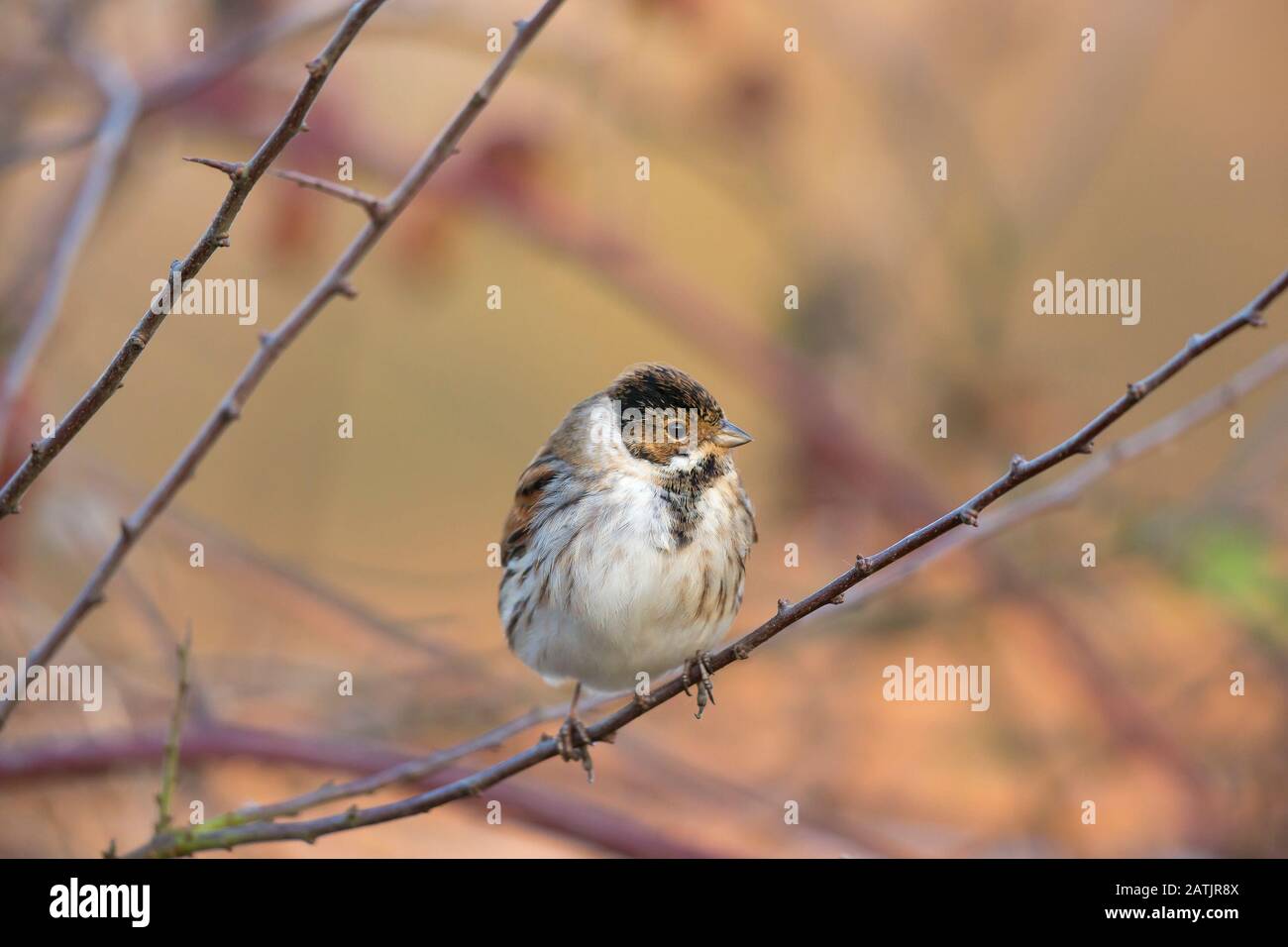Male Reed Bunting High Resolution Stock Photography and Images - Alamy