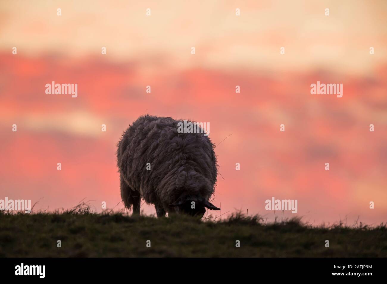 Sheep shadow hi-res stock photography and images - Alamy