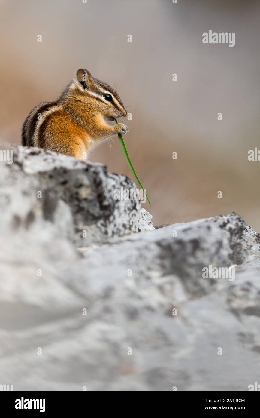 Chipmunk face hi-res stock photography and images - Alamy