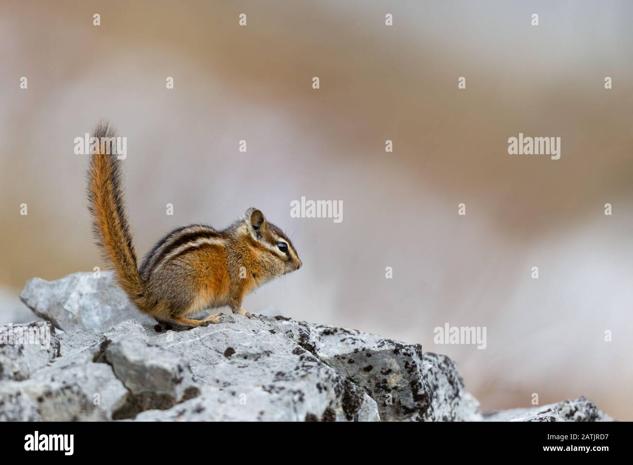 Chipmunk Face High Resolution Stock Photography and Images - Alamy