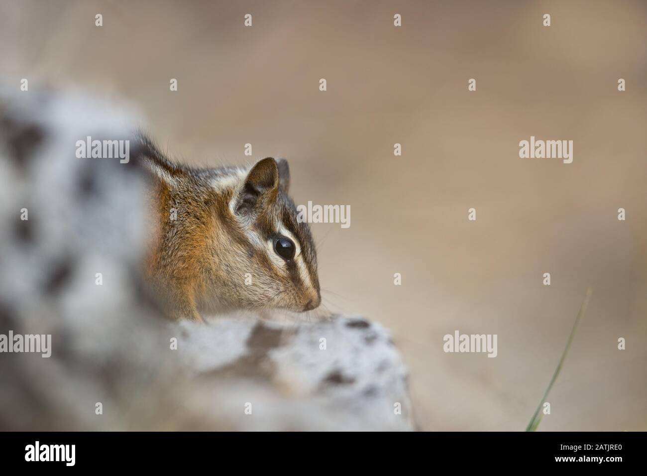 Chipmunk face hi-res stock photography and images - Alamy