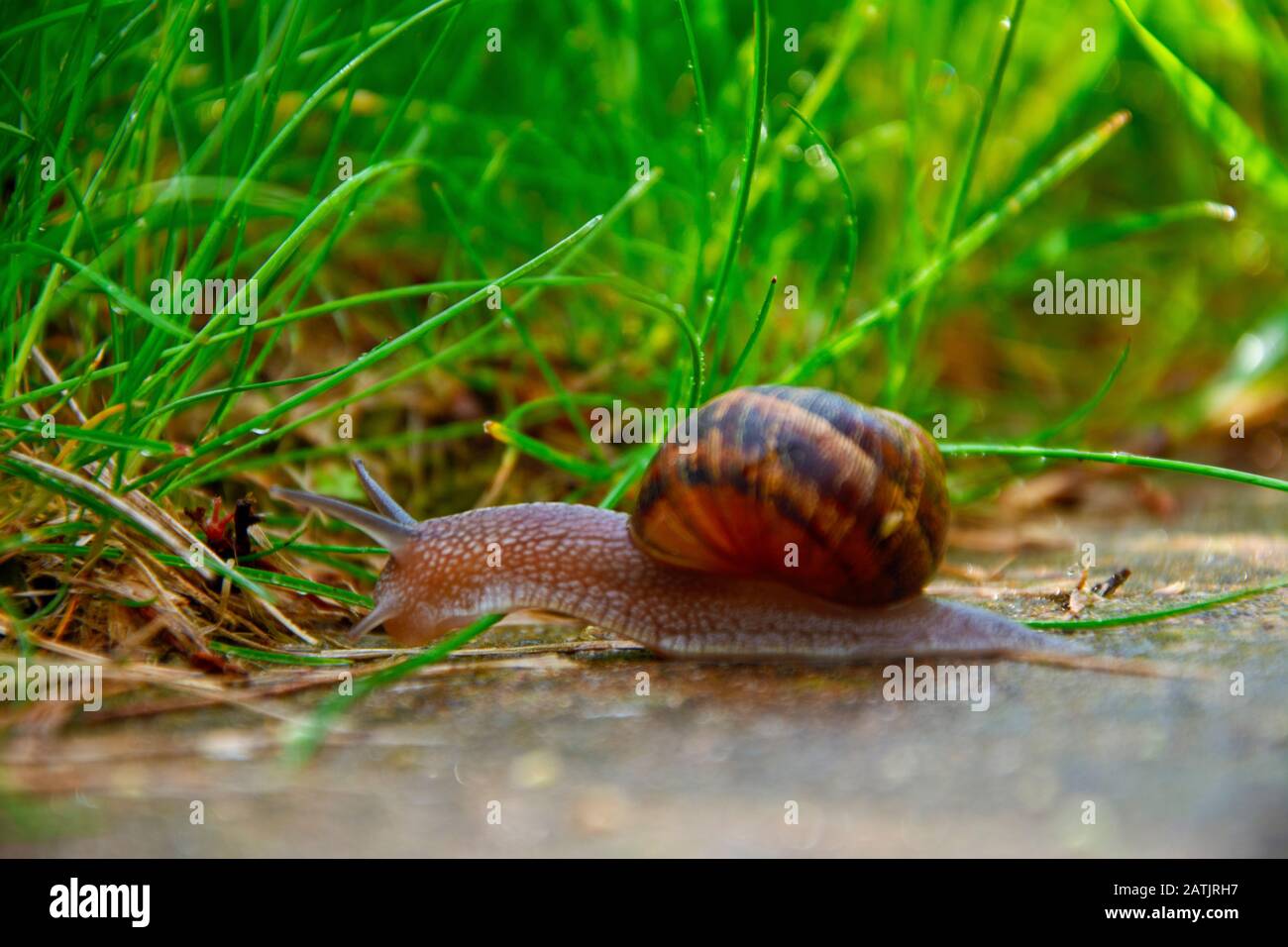 One snail circulating in the grass Stock Photo - Alamy