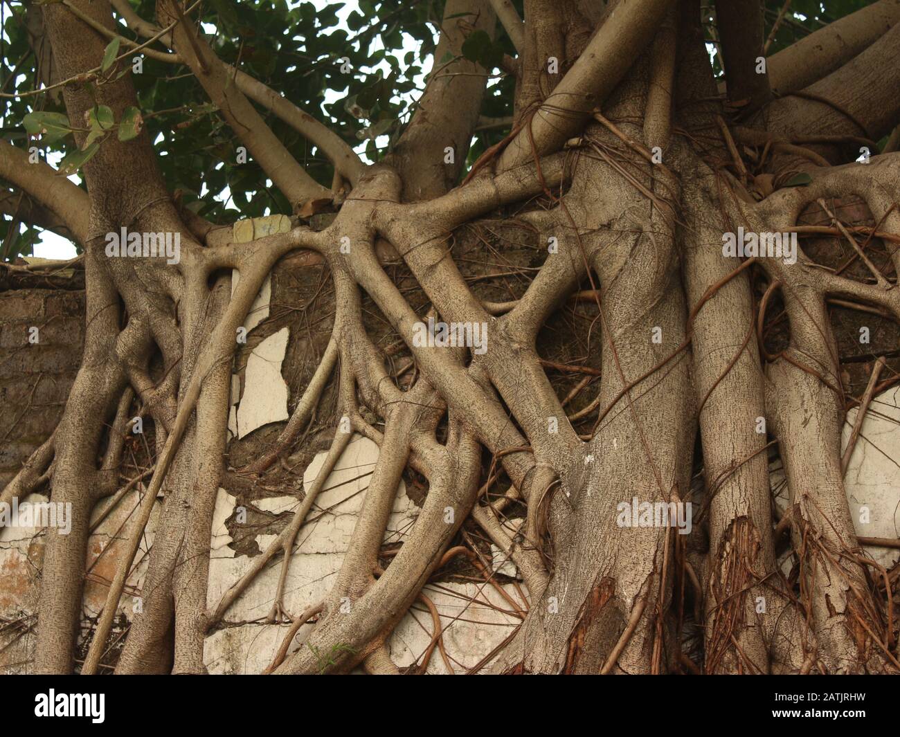 Roots of banyan tree Stock Photo - Alamy