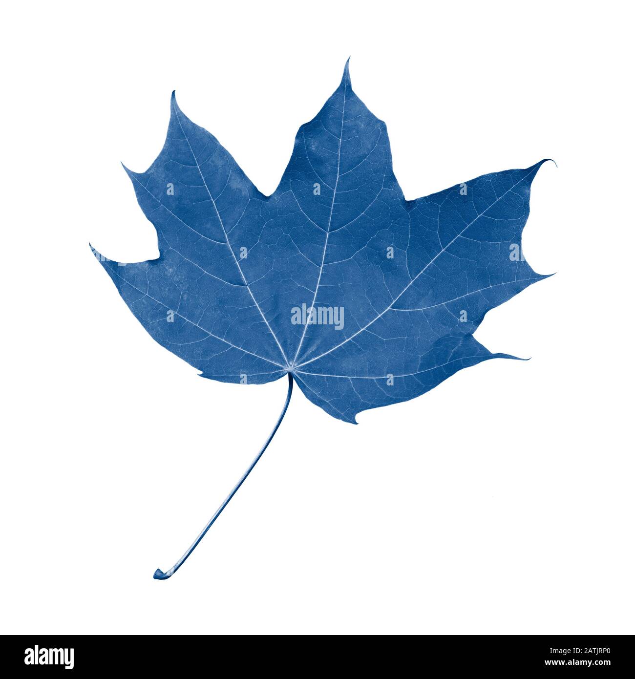 Single maple leaf with petiole isolate tinted in trend color classic ...