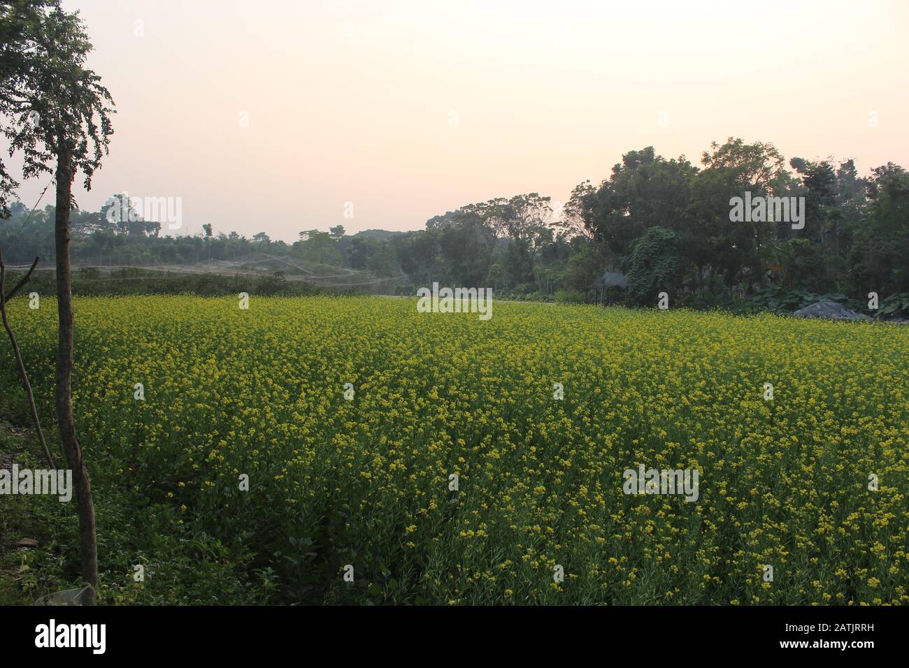 Landscape of rural bengal, India Stock Photo - Alamy
