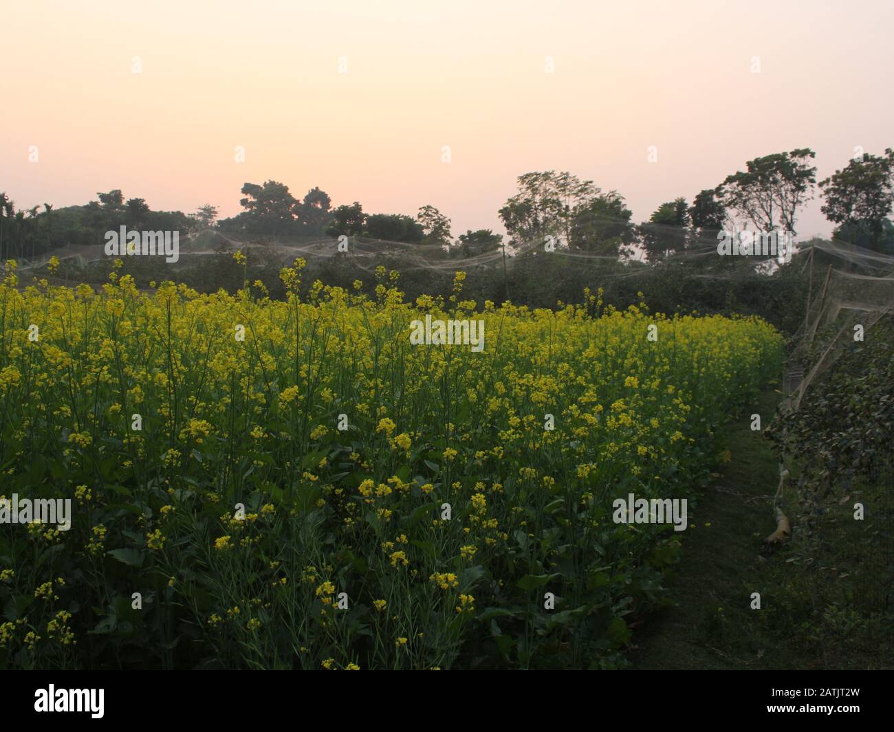 Landscape of rural bengal, India Stock Photo - Alamy