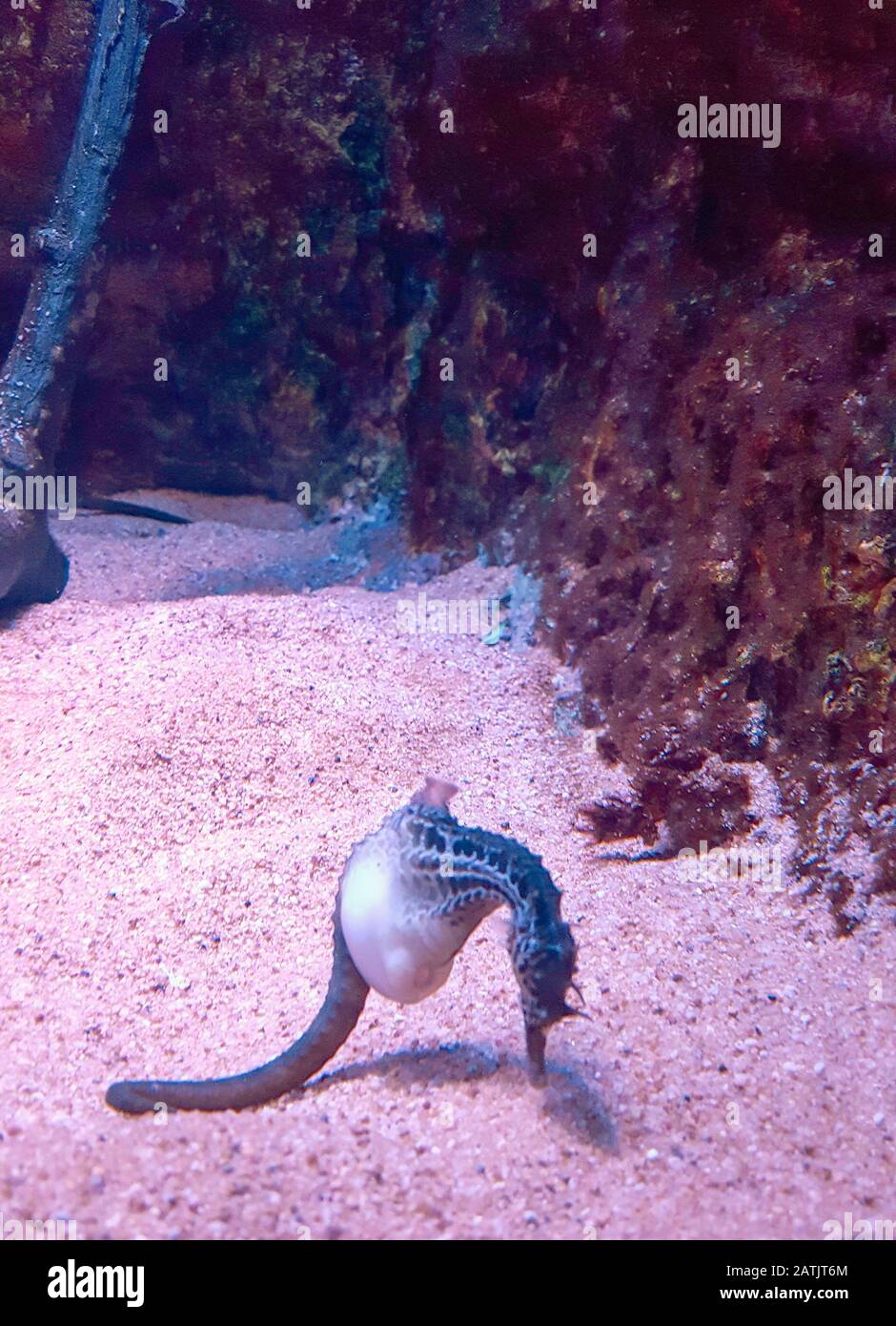 Seahorse fish tank hi-res stock photography and images - Alamy