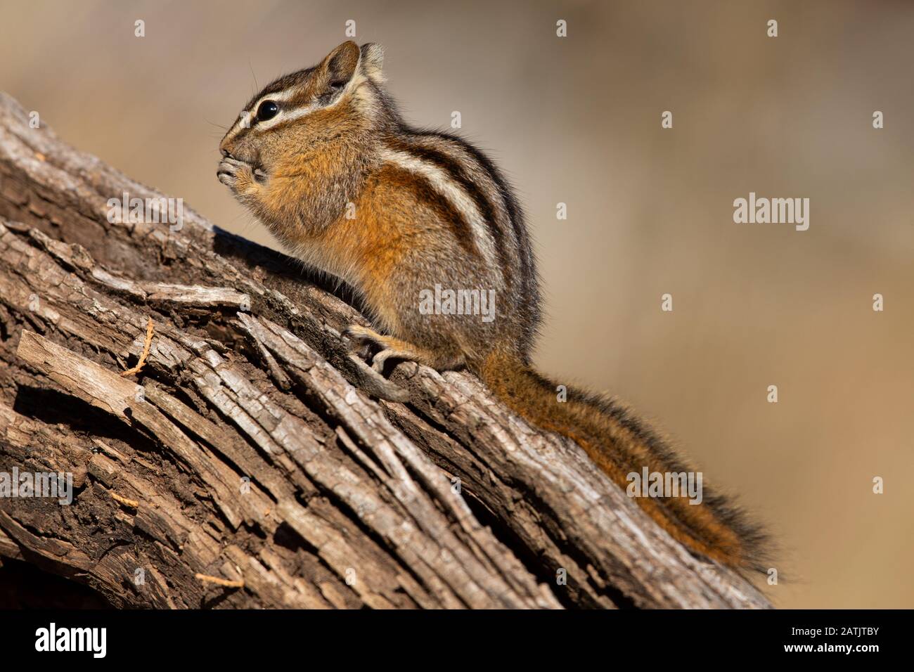 Chipmunk adorable animal hi-res stock photography and images - Alamy