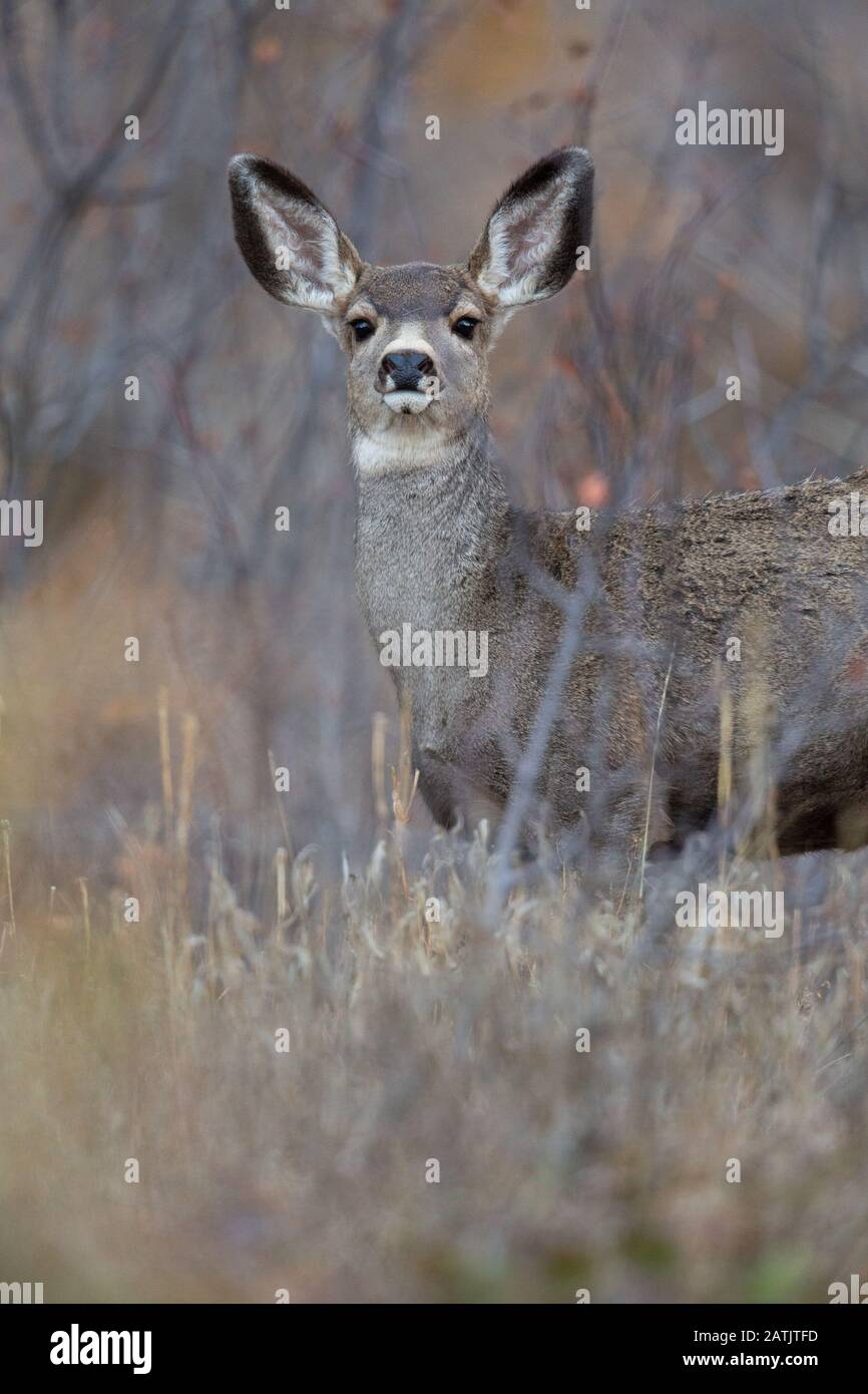 Mule deer face hi-res stock photography and images - Alamy