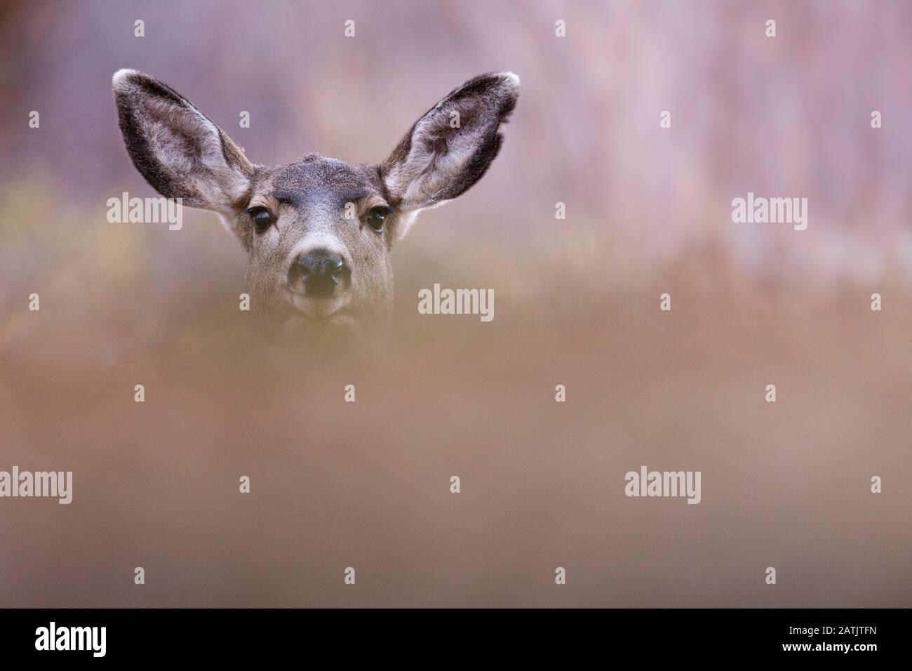 Mule deer face hi-res stock photography and images - Alamy