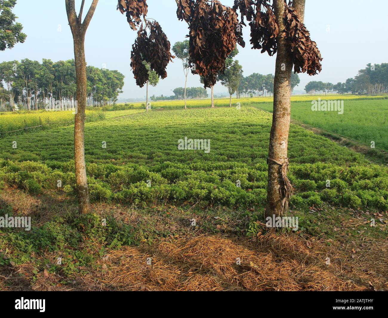 Landscape of rural bengal, India Stock Photo - Alamy