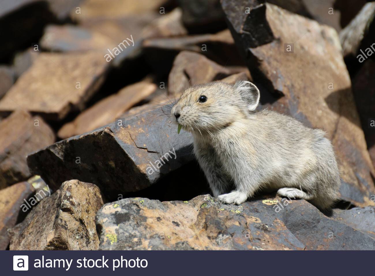 Pika Alberta High Resolution Stock Photography and Images - Alamy