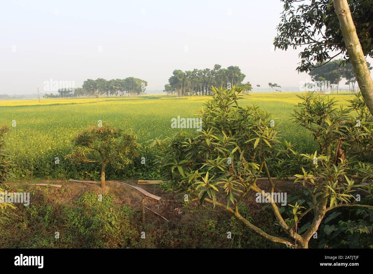 Landscape of rural bengal, India Stock Photo - Alamy