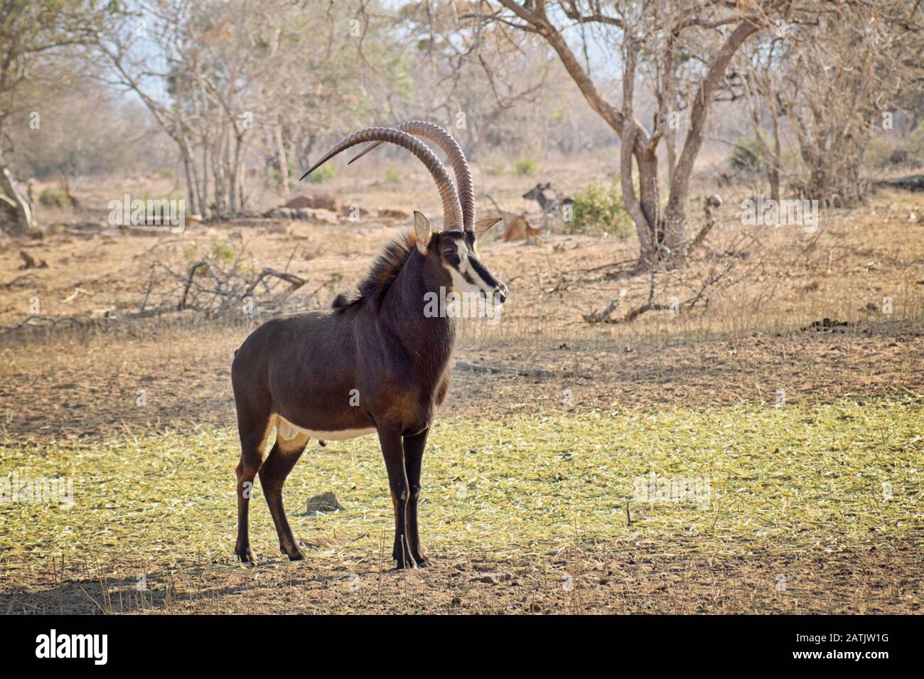 Southern sable hi-res stock photography and images - Alamy