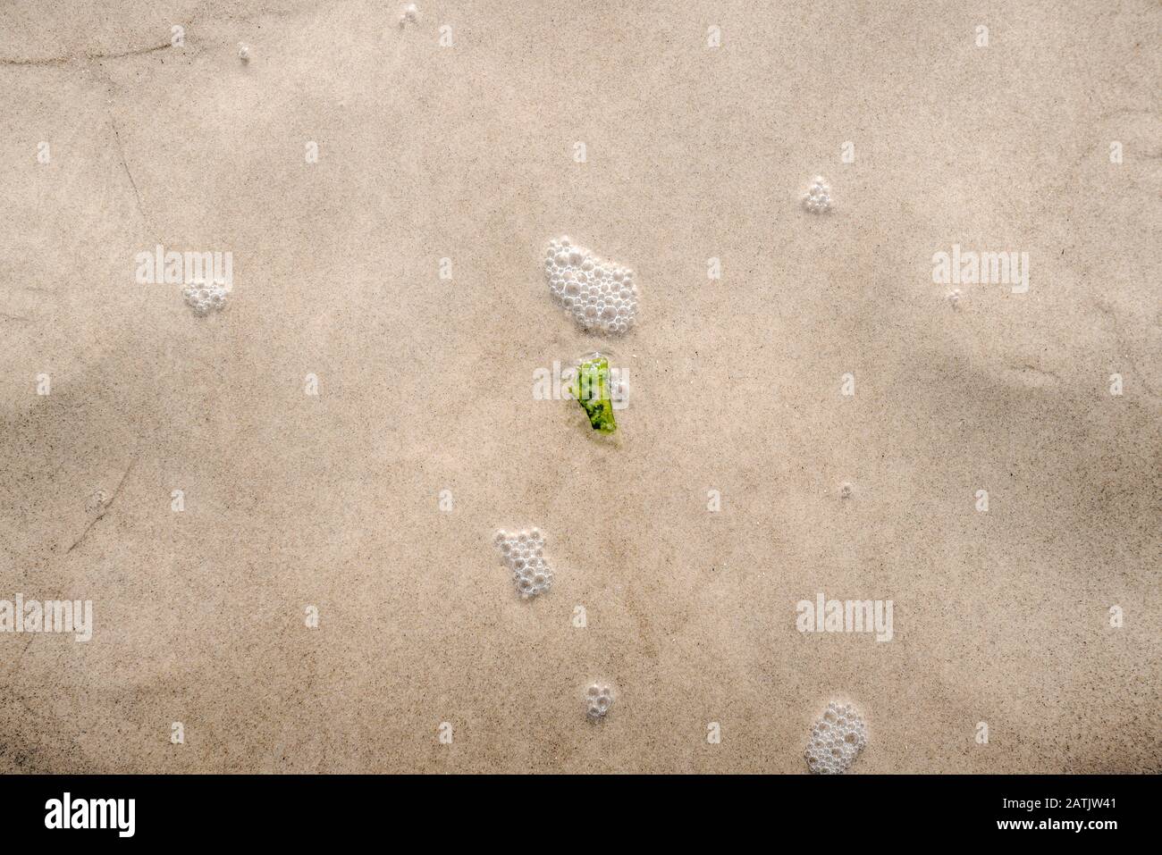 Small seaweed plant in the water on a sandy beach in green color Stock ...