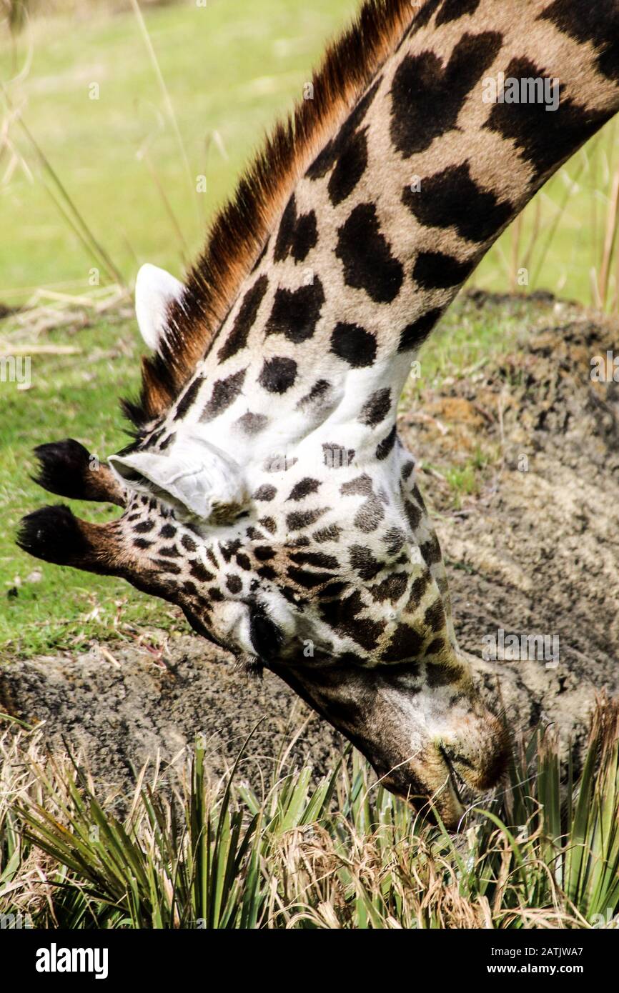 Gifaffe hi-res stock photography and images - Alamy