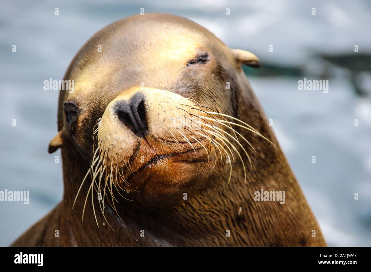 Winking seal hi-res stock photography and images - Alamy