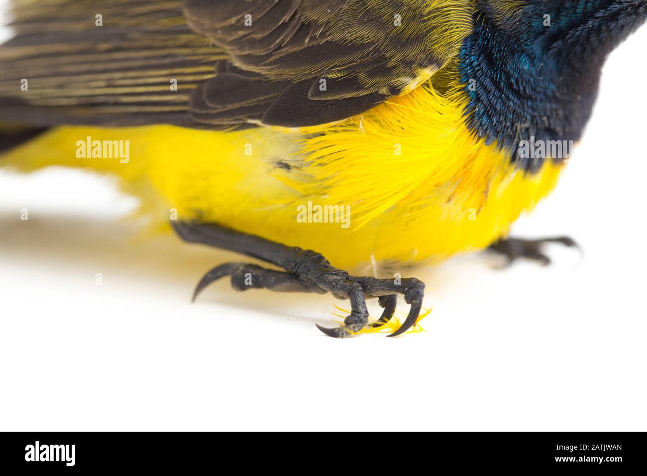 Male Olive-backed sunbird - Cinnyris jugularis, ( Nectarinia jugularis ...