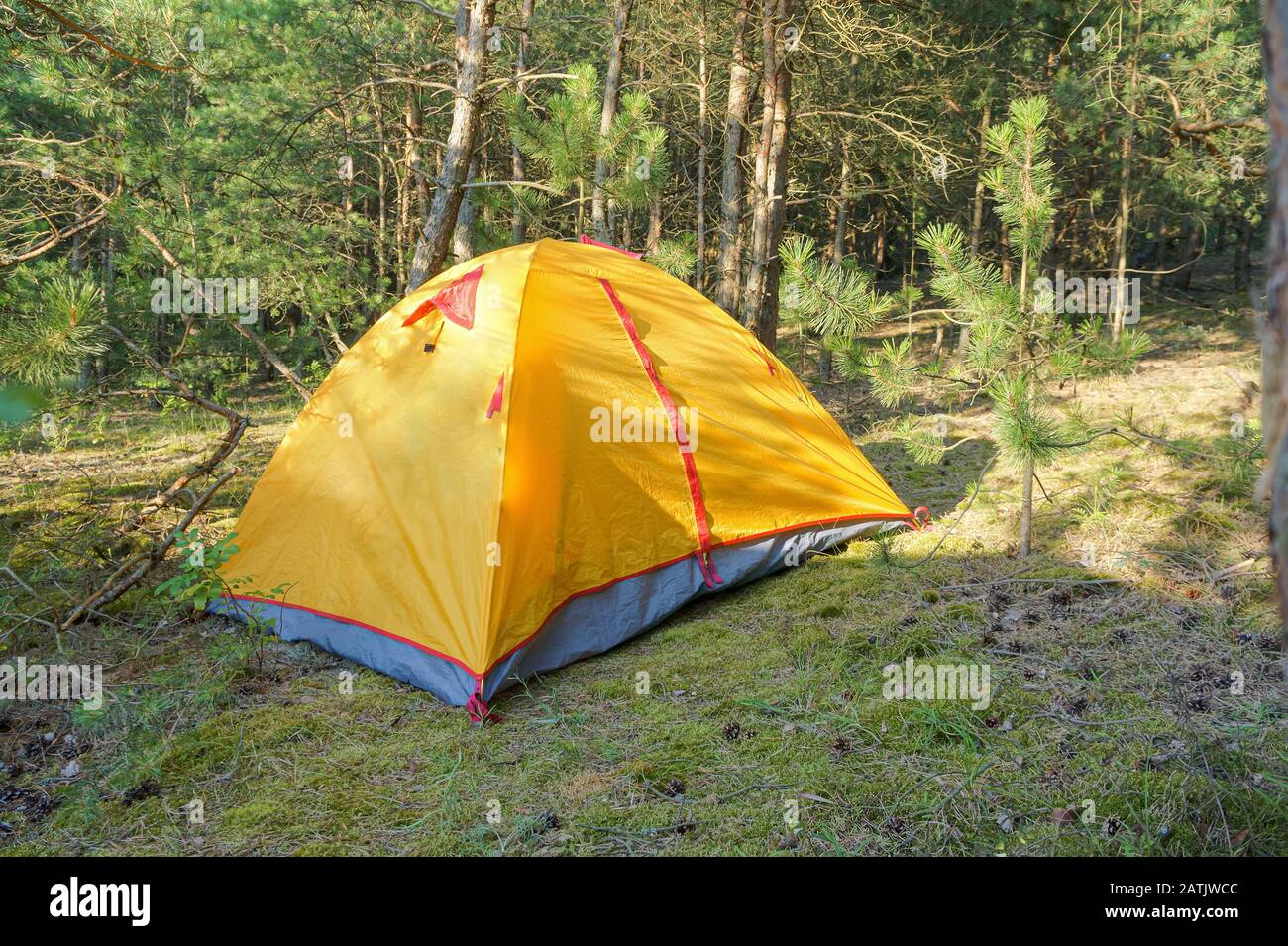 yellow tourist tent, double tent in a pine forest Stock Photo - Alamy