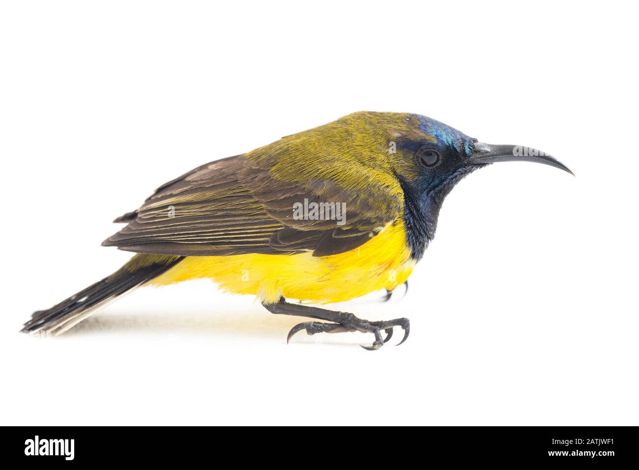 Male Olive-backed sunbird - Cinnyris jugularis, ( Nectarinia jugularis ...