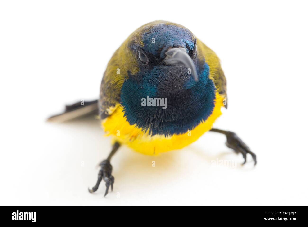 Male Olive-backed sunbird - Cinnyris jugularis, ( Nectarinia jugularis ...
