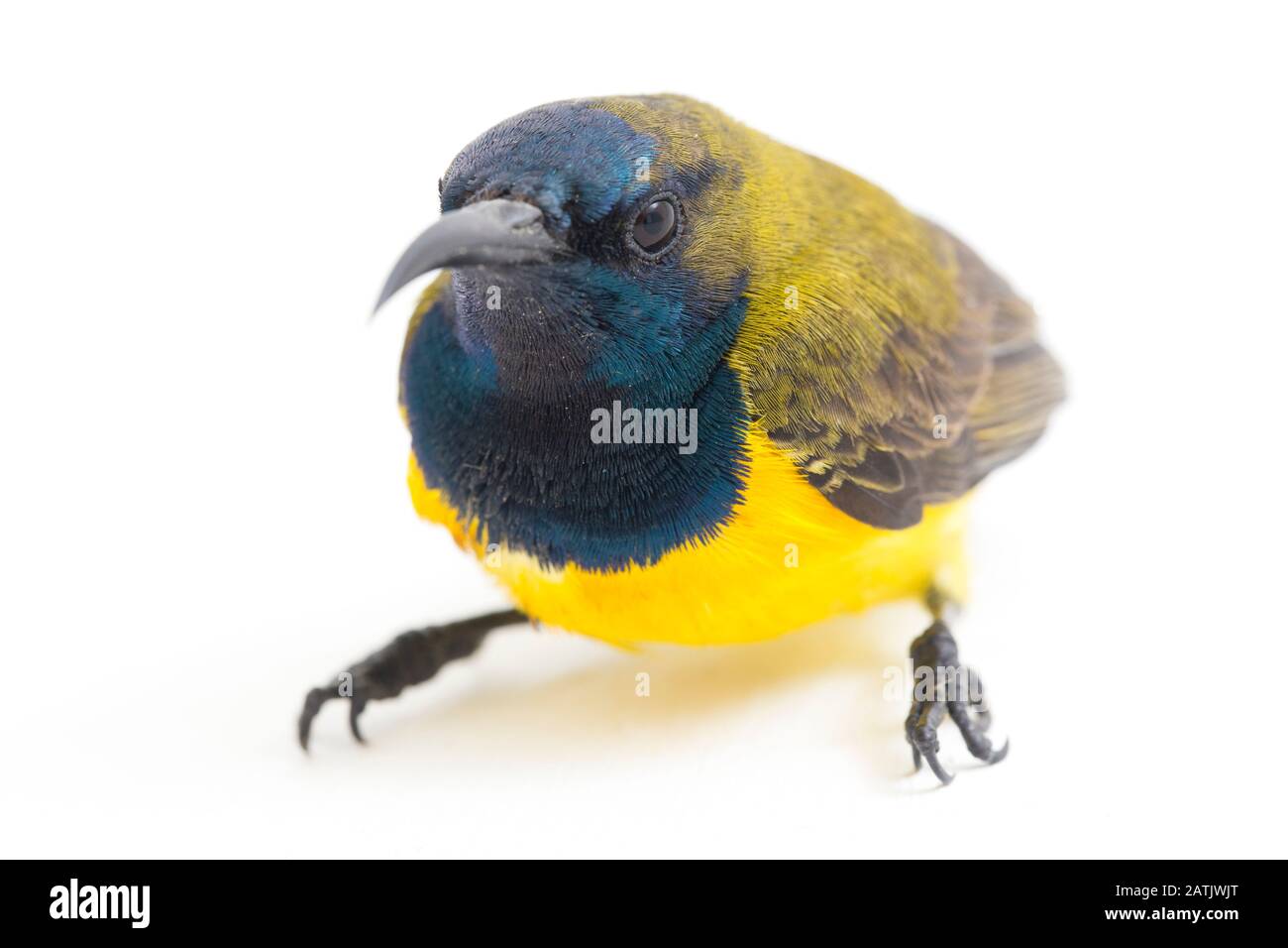 Male Olive-backed sunbird - Cinnyris jugularis, ( Nectarinia jugularis ...