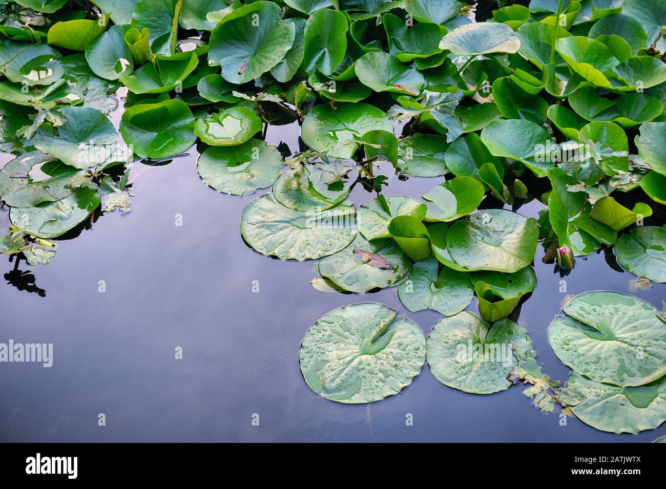 Nymphaea alba or Water lily leaves floating on lake Stock Photo - Alamy