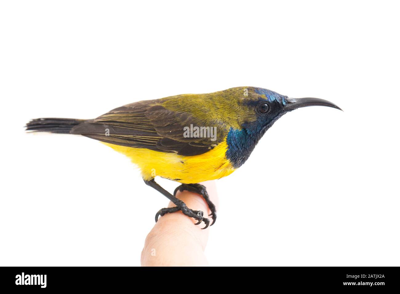 Male Olive-backed sunbird - Cinnyris jugularis, ( Nectarinia jugularis ...