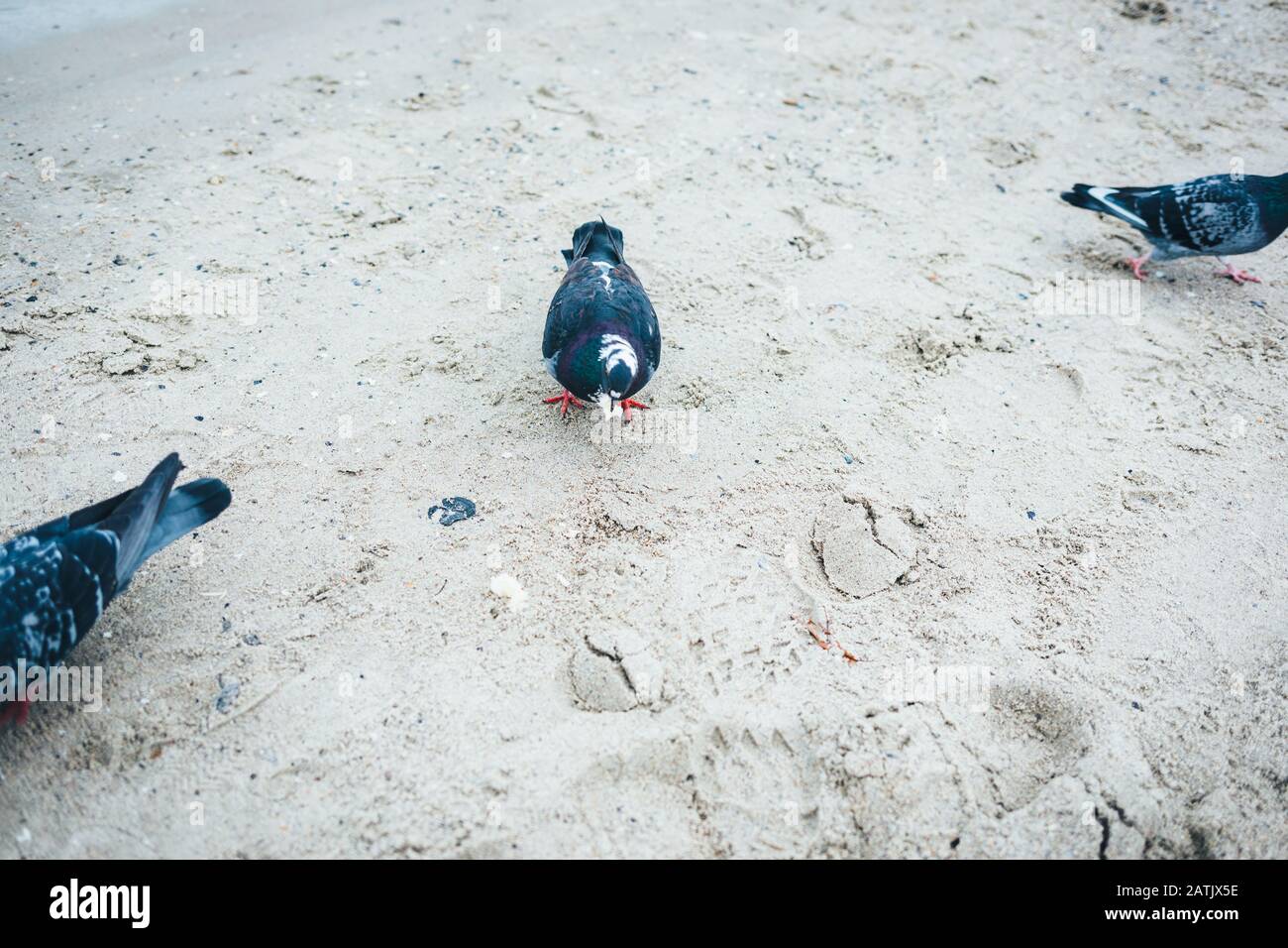 Pigeon holding piece of bread in its beak standing on sandy beach next ...