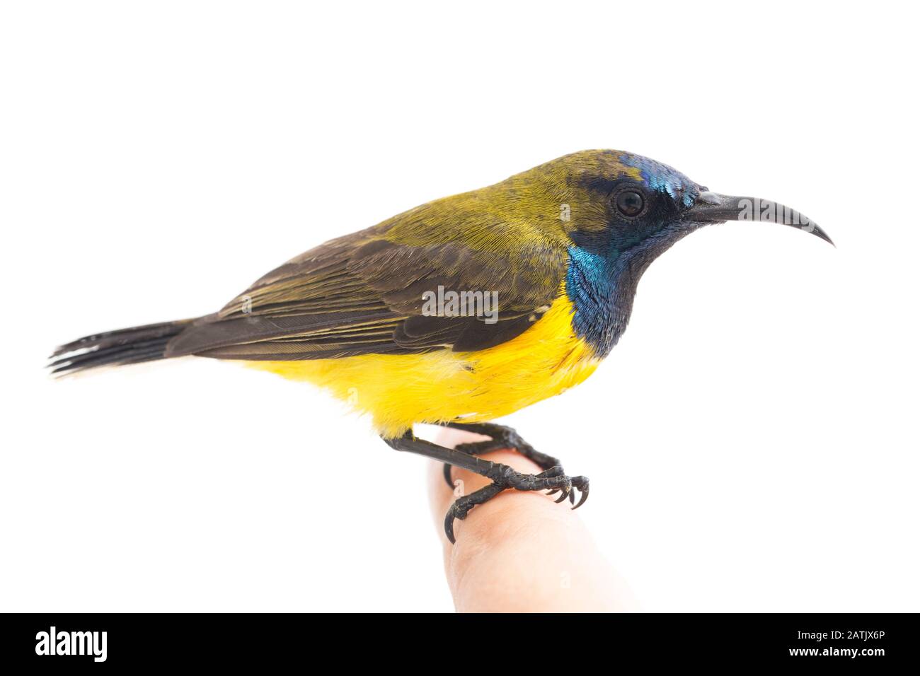 Male Olive-backed sunbird - Cinnyris jugularis, ( Nectarinia jugularis ...