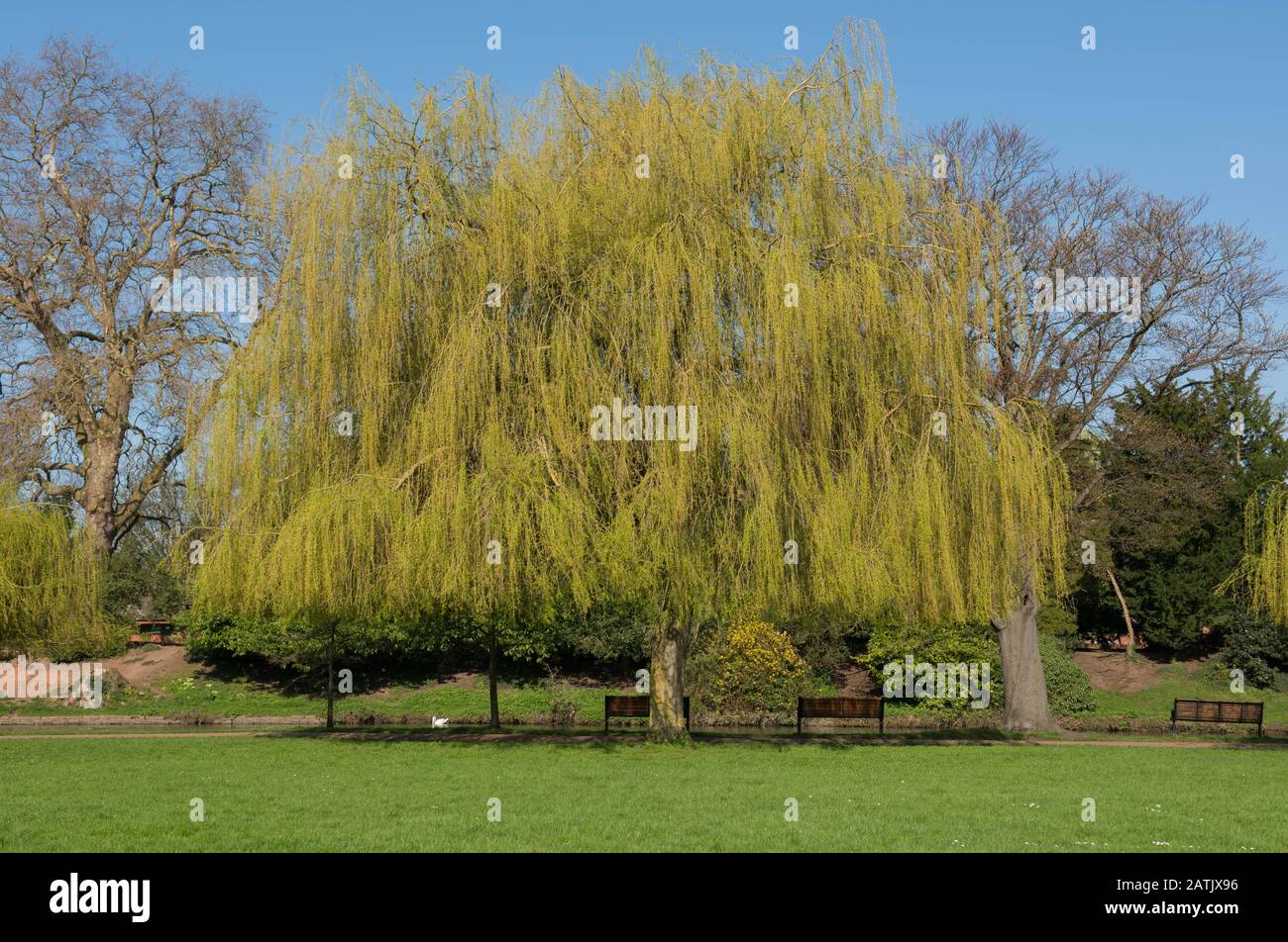 Tall drooping stem hi-res stock photography and images - Alamy