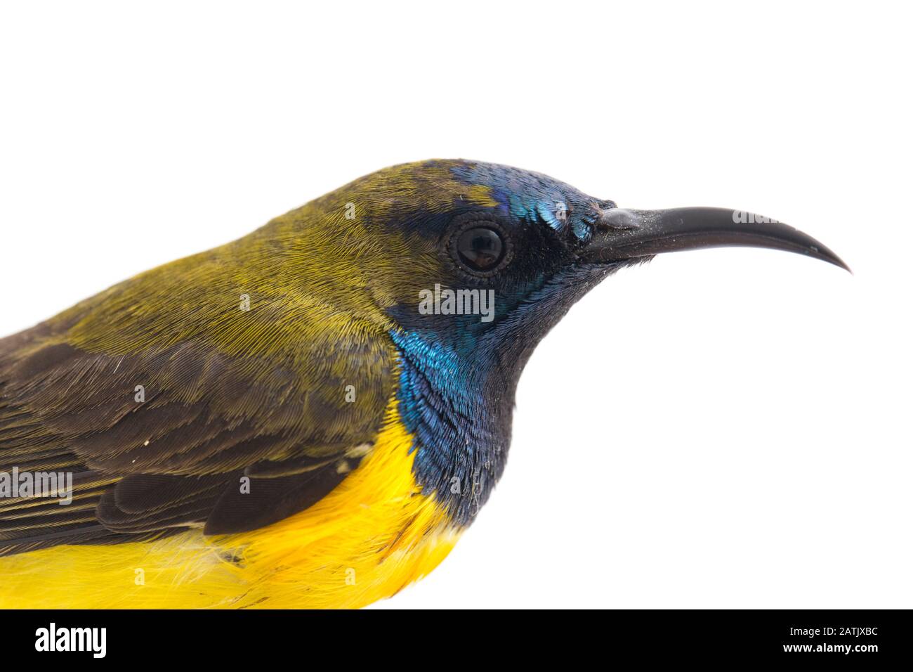 Male Olive-backed sunbird - Cinnyris jugularis, ( Nectarinia jugularis ...