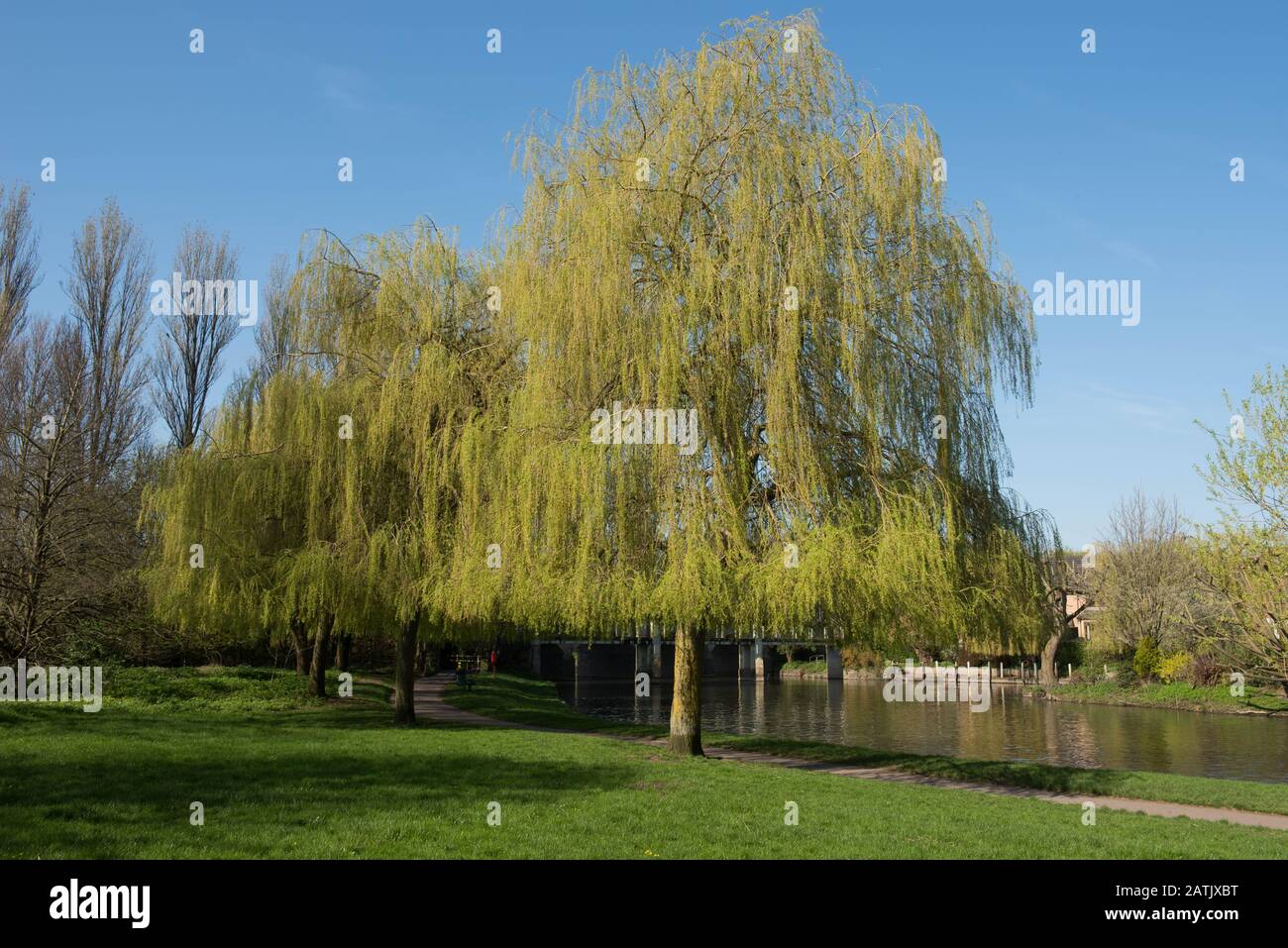 Weeping Willow Tree (Salix x sepulcralis 'Chrysocoma') on the Banks of ...