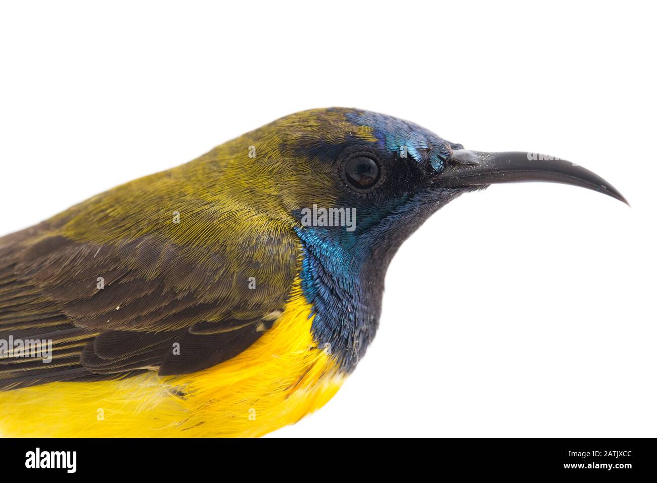 Male Olive-backed sunbird - Cinnyris jugularis, ( Nectarinia jugularis ...