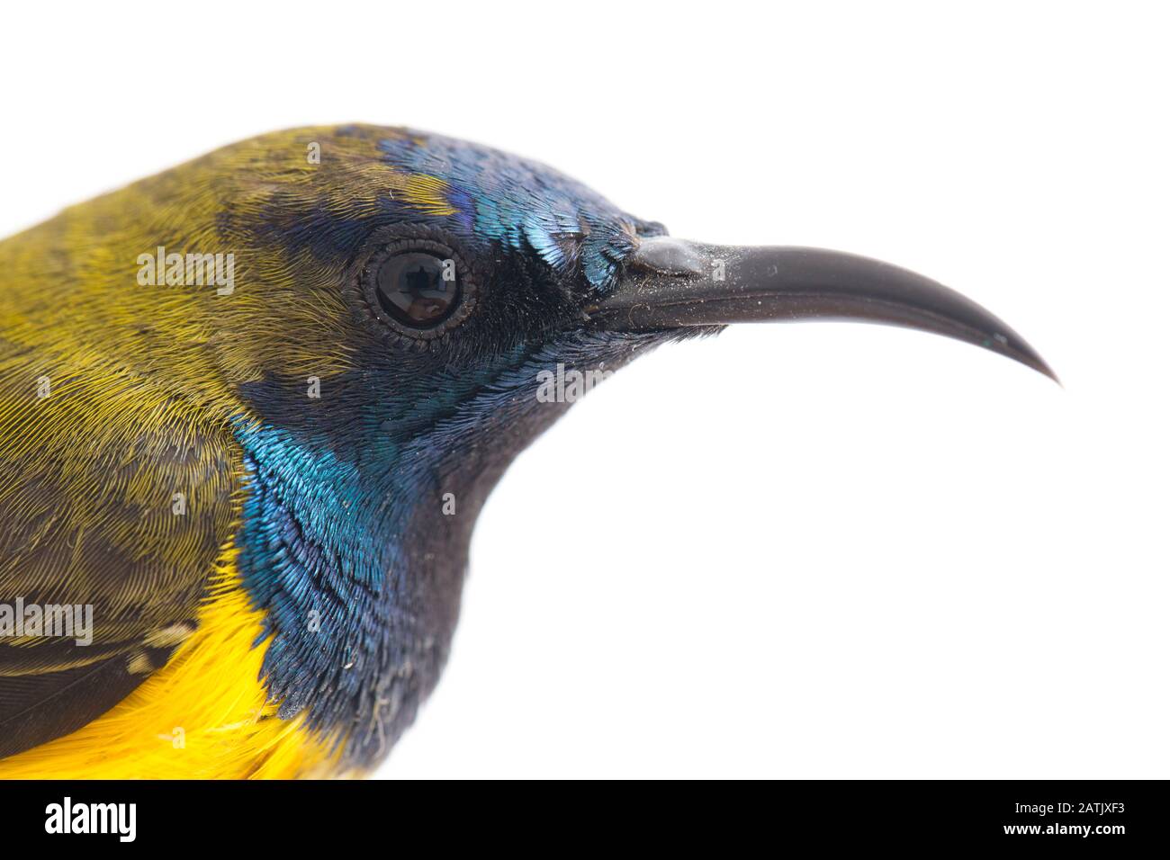 Male Olive-backed sunbird - Cinnyris jugularis, ( Nectarinia jugularis ...