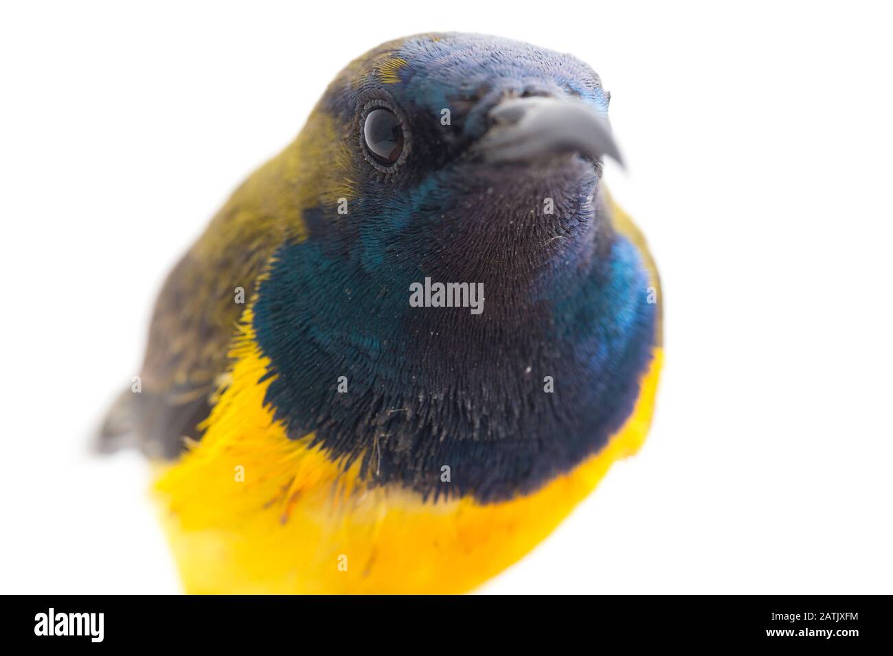 Male Olive-backed sunbird - Cinnyris jugularis, ( Nectarinia jugularis ...