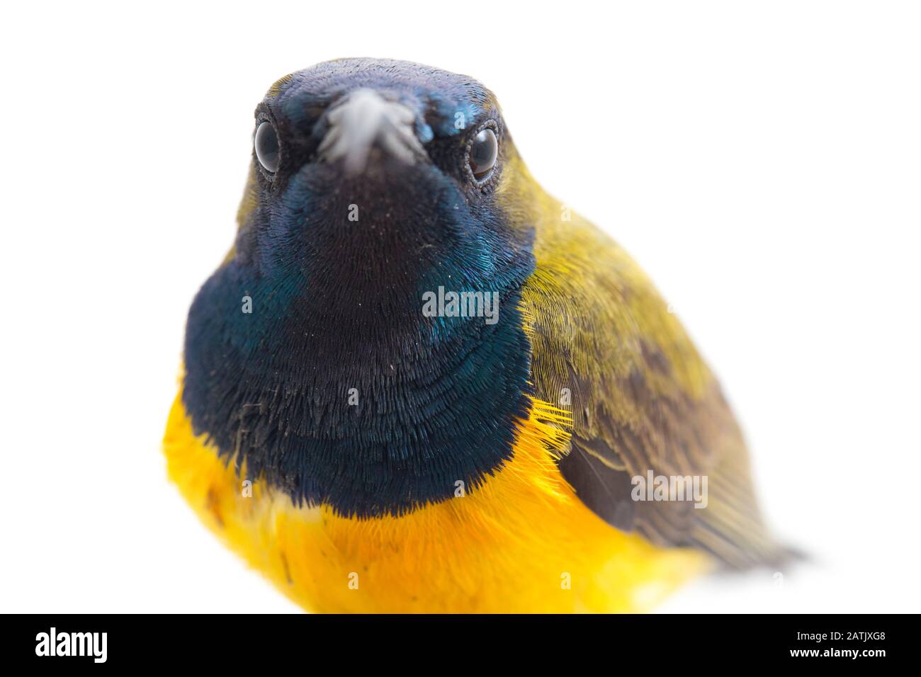 Male Olive-backed sunbird - Cinnyris jugularis, ( Nectarinia jugularis ...