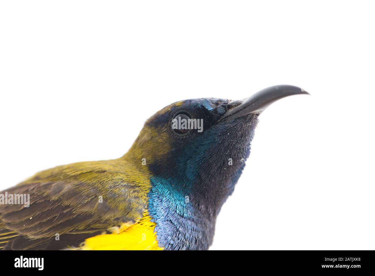 Male Olive-backed sunbird - Cinnyris jugularis, ( Nectarinia jugularis ...