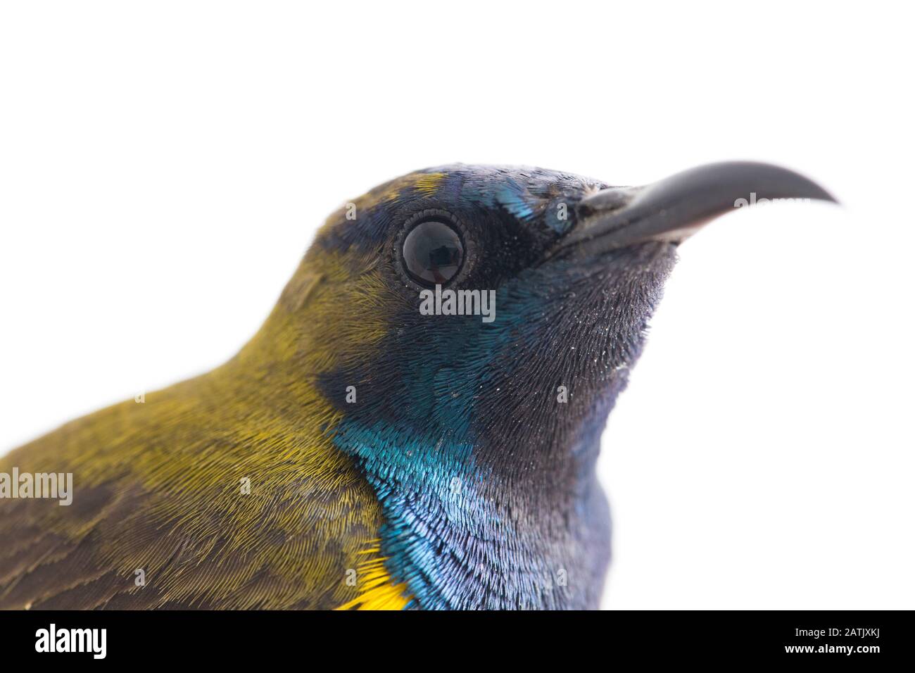 Male Olive-backed sunbird - Cinnyris jugularis, ( Nectarinia jugularis ...