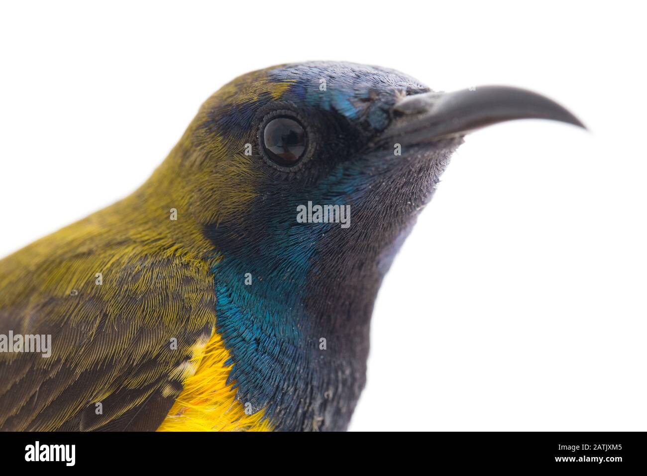 Male Olive-backed sunbird - Cinnyris jugularis, ( Nectarinia jugularis ...
