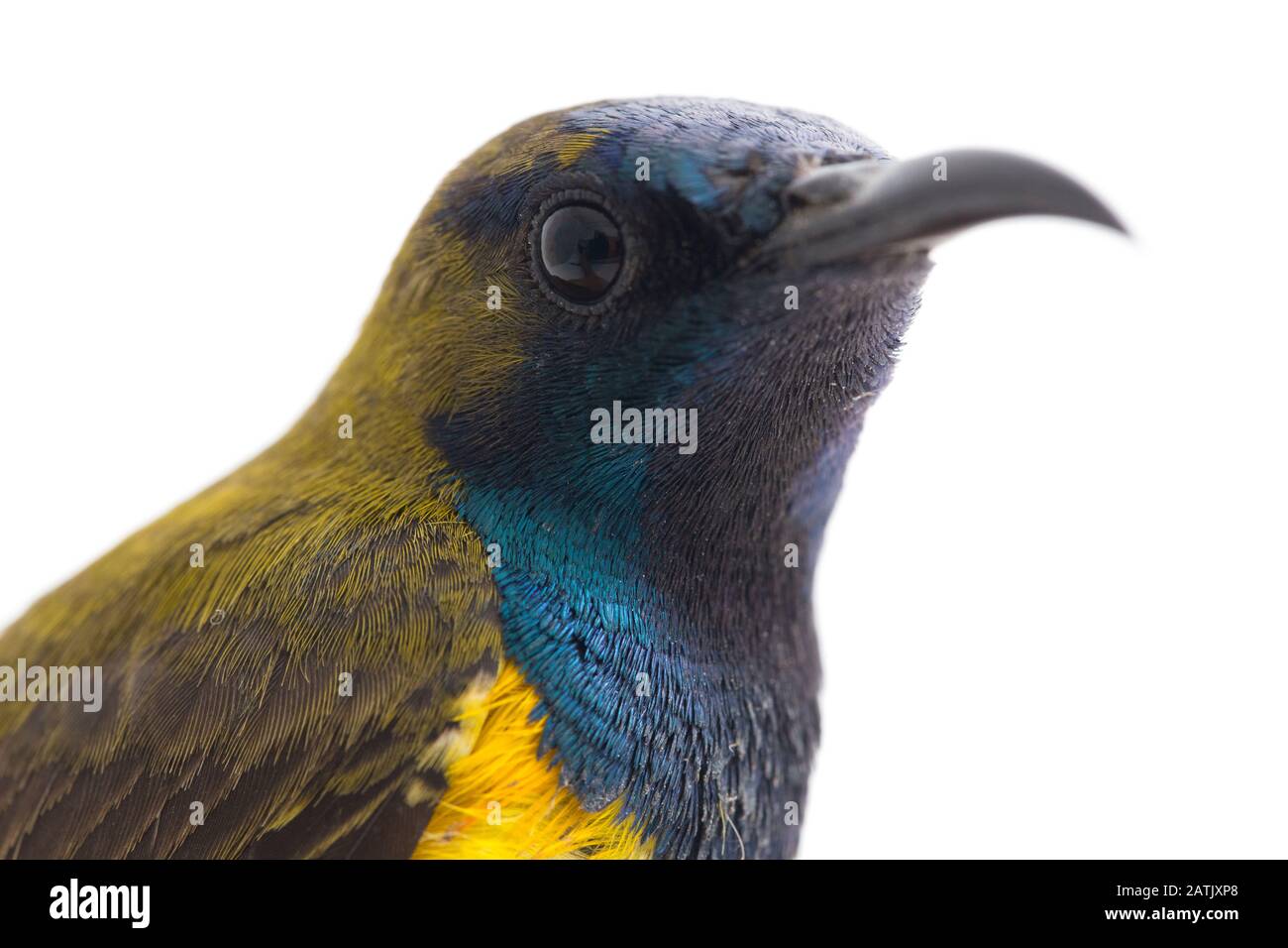 Male Olive-backed sunbird - Cinnyris jugularis, ( Nectarinia jugularis ...