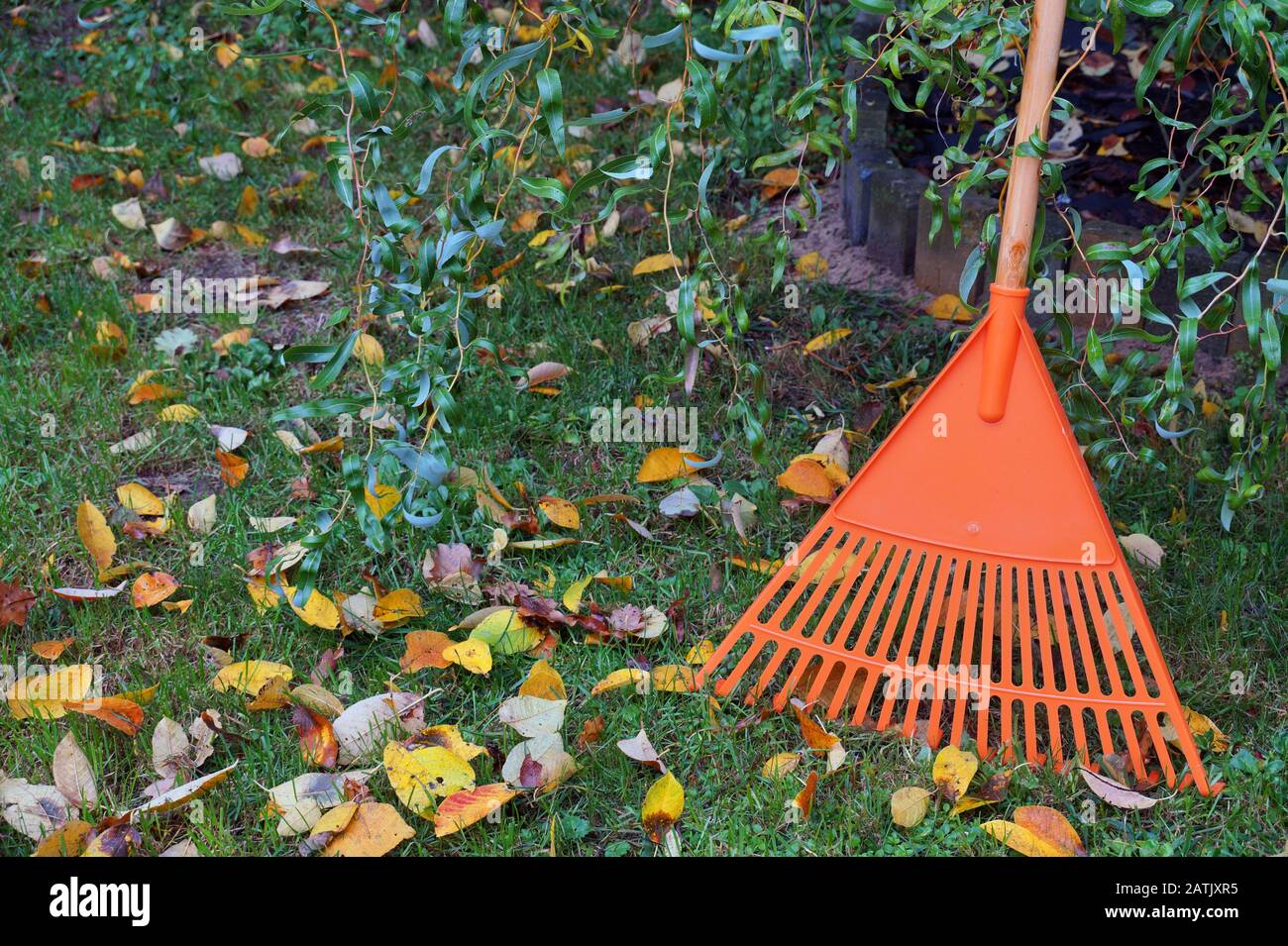 Leafy lawn, rake leaning against the tree. Autumn cleaning works Stock ...