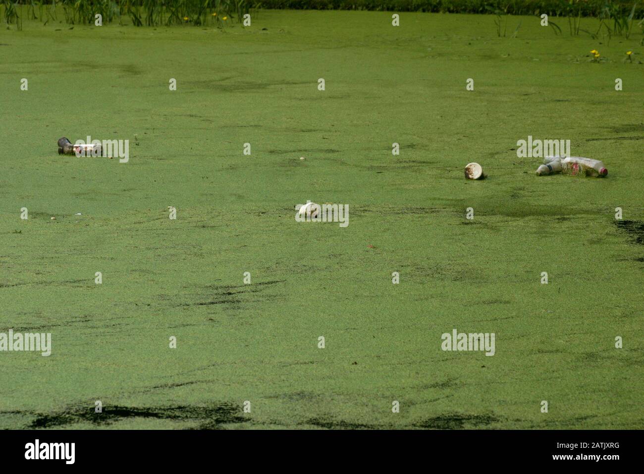 Trash floating at the surface of a pond Stock Photo - Alamy