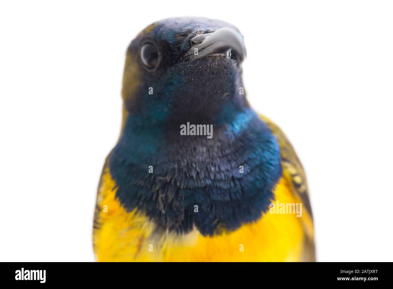 Male Olive-backed sunbird - Cinnyris jugularis, ( Nectarinia jugularis ...