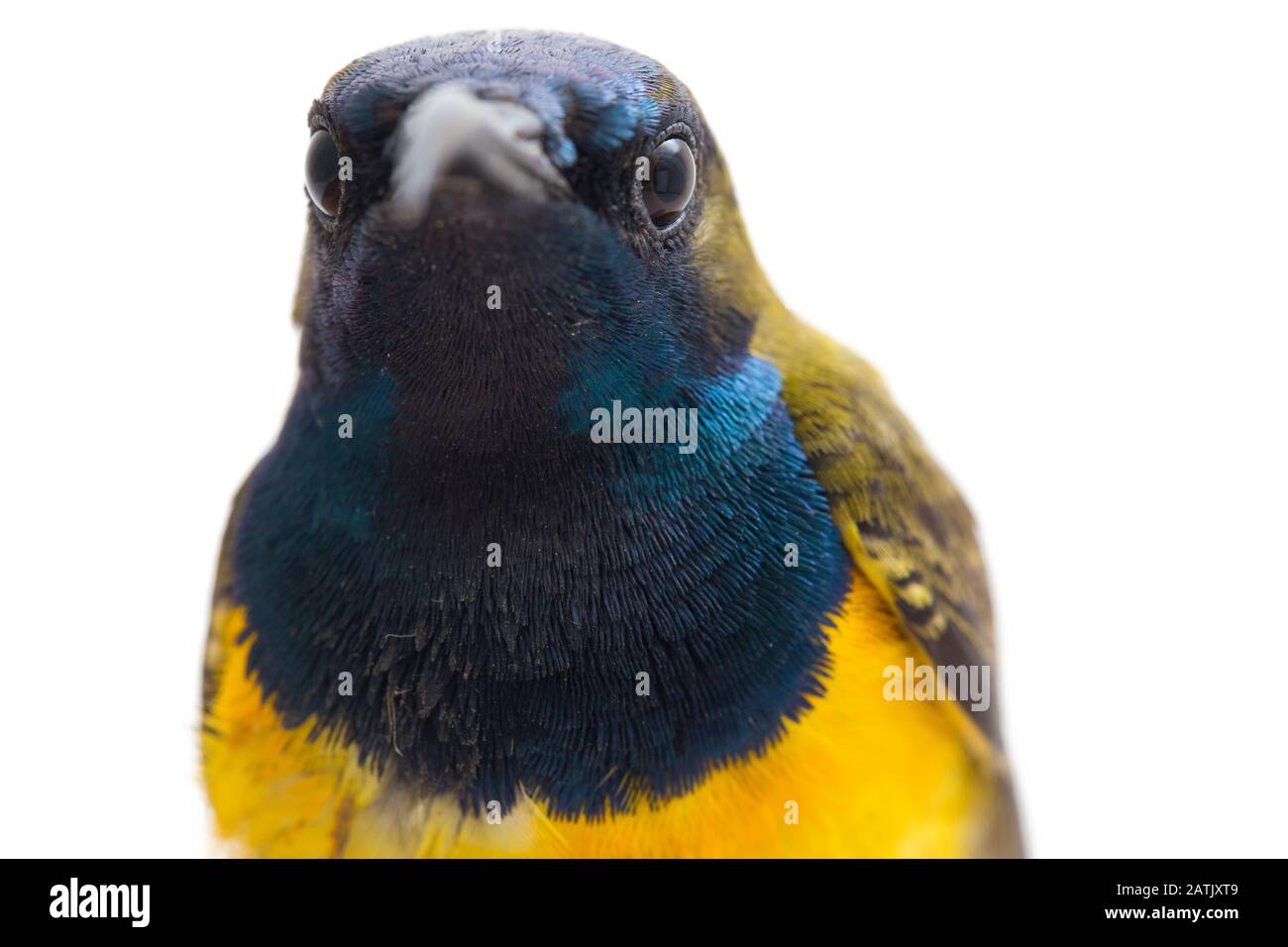 Male Olive-backed sunbird - Cinnyris jugularis, ( Nectarinia jugularis ...