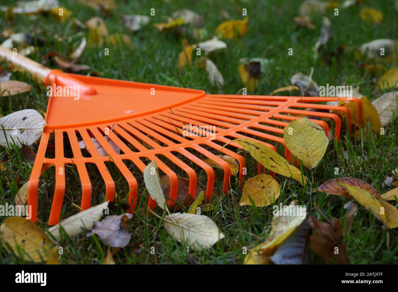 Closeup on leaves and rake. Autumn cleaning works Stock Photo - Alamy