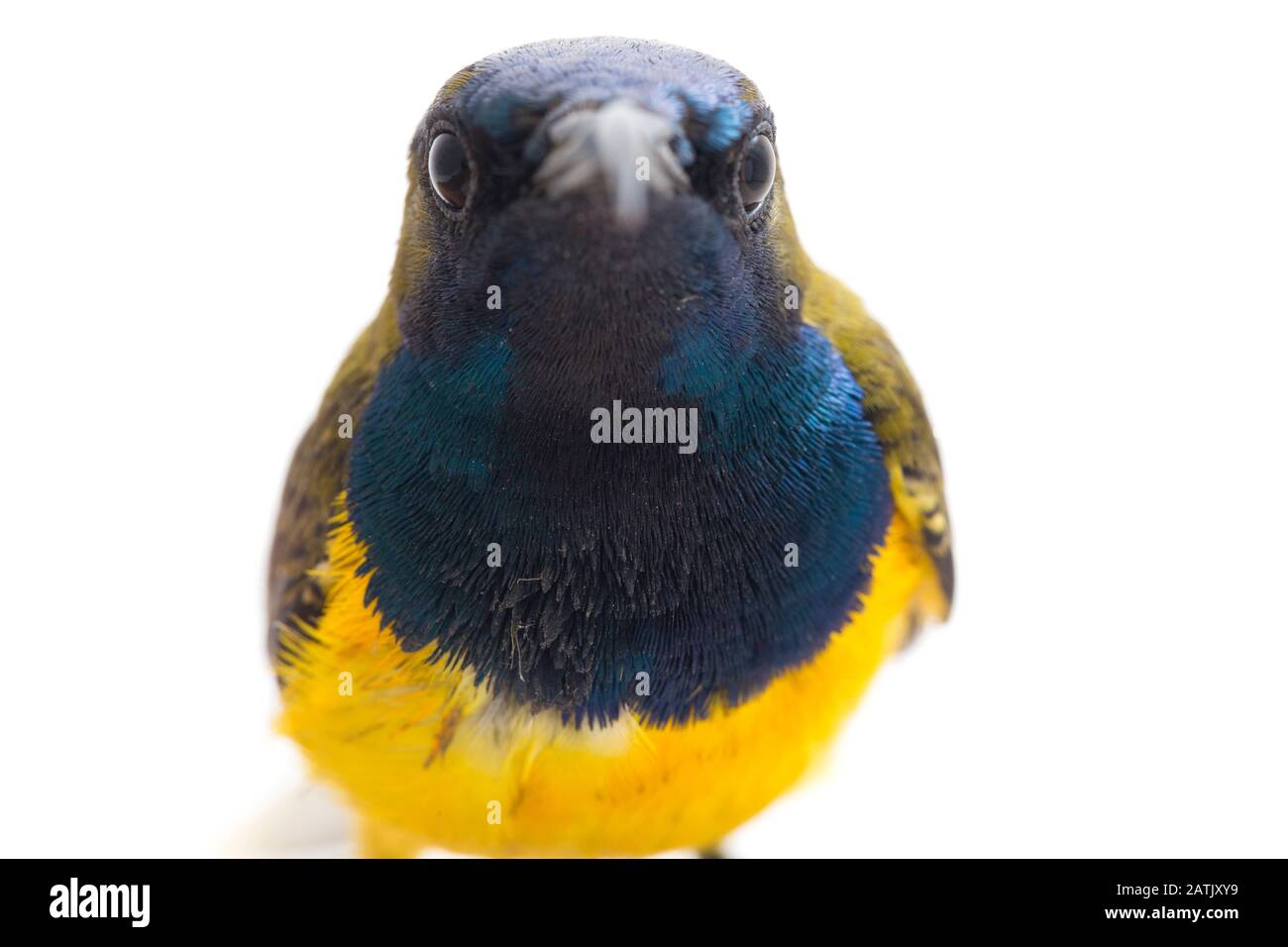 Male Olive-backed sunbird - Cinnyris jugularis, ( Nectarinia jugularis ...