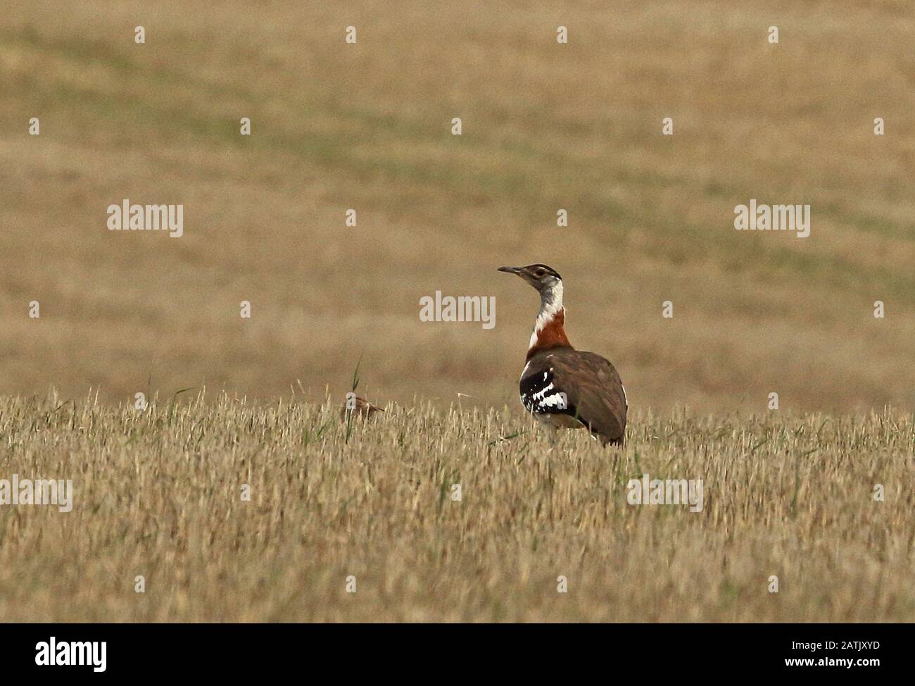 Denhami hi-res stock photography and images - Alamy